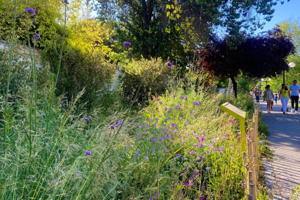 Native Sidewalk – Moving Ecologies